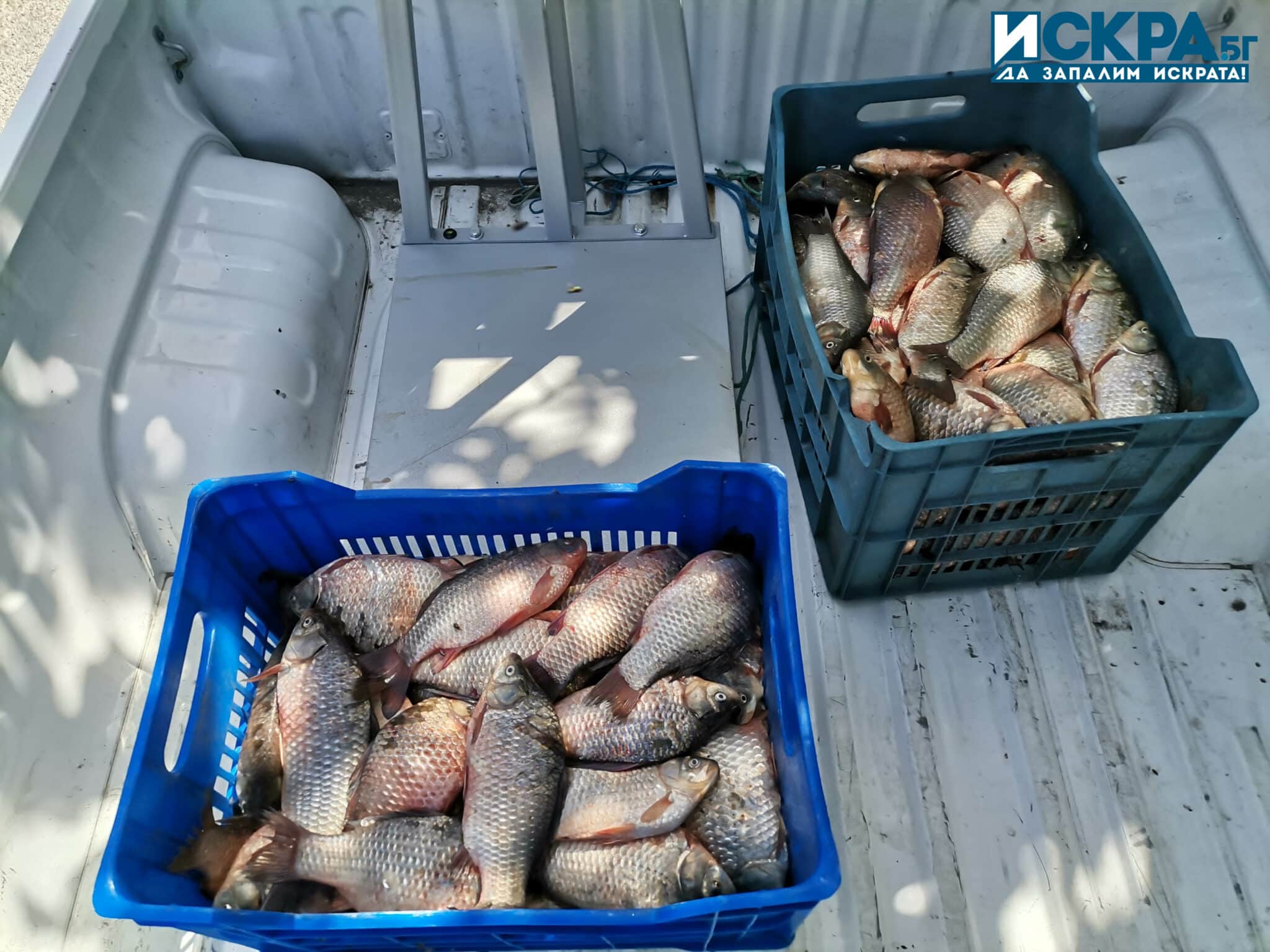 Около 100 кг незаконно превозвана риба е установена от служители на ...